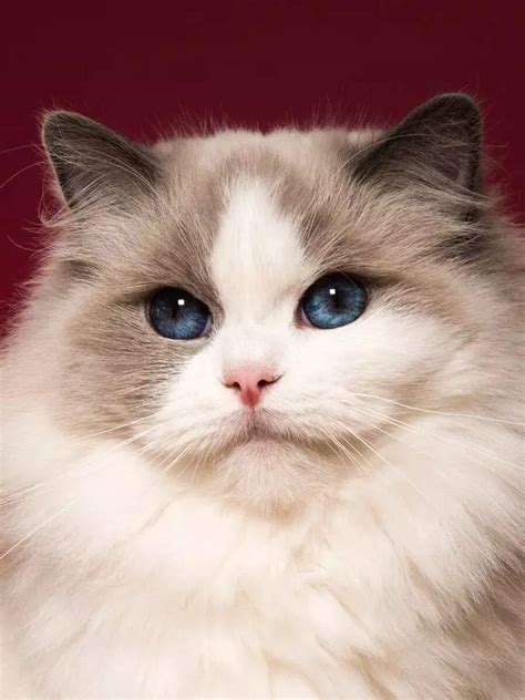 8 Most Popular Cat Breeds In India Pictures Facts Nuuwi