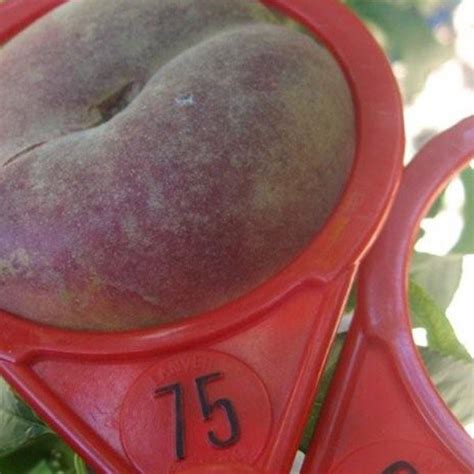 Plane Gem Demirel Kardeşler Fidancılık