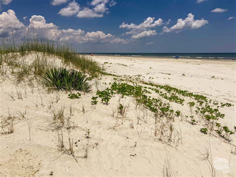 Day Trip To Cumberland Island National Seashore
