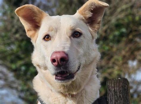 Cockapoo Among 29 Dogs Needing Forever Homes In Cornwall Cornwall Live