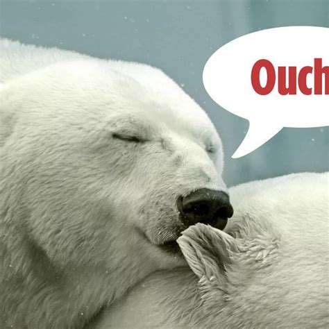 Bear Sex Porn Sex Photos