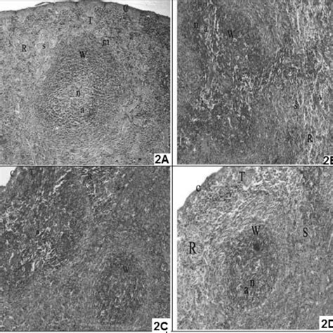 A Photomicrograph Of A Section In The Control Rat Lymph Nodes Showing