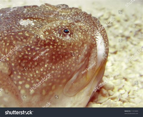 Northern Stargazer