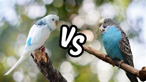 Budgie Vs Parakeet Whats The Difference