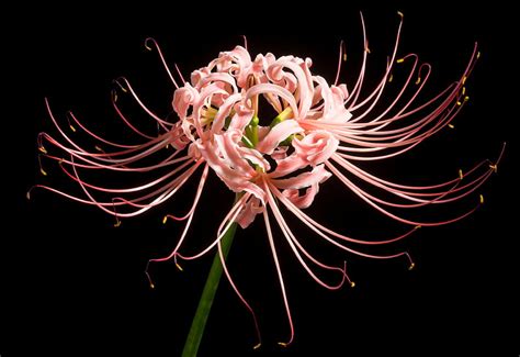 Red Spider Lily Wallpaper 4k Phone