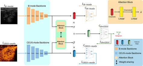 Frontiers Multimodal Ultrasound Fusion Network For Differentiating Between Benign And