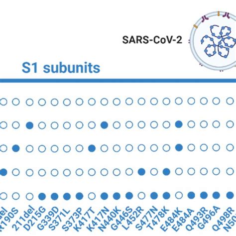 Mutations Of S Proteins In Different Sars‐cov‐2 Variants Mutations Are