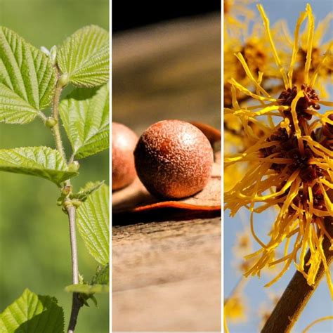 Amiderm™ Er Croda Beauty