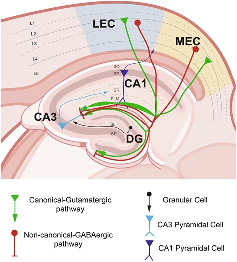 Frontiers Entorhinal Cortexhippocampal Circuit Connectivity In