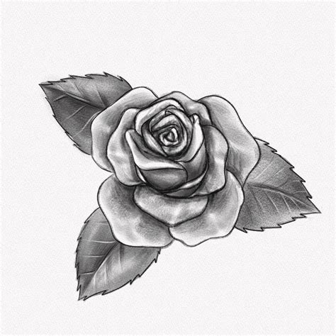 How To Draw A Realistic Rose Step By Step With Pencil
