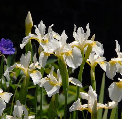 12x Siberische Lis Iris Sibirica Snow Queen P9 Pot 9x9