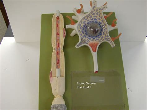 Motor Neuron Diagram Quizlet Motor Neuron Diagram Quizlet