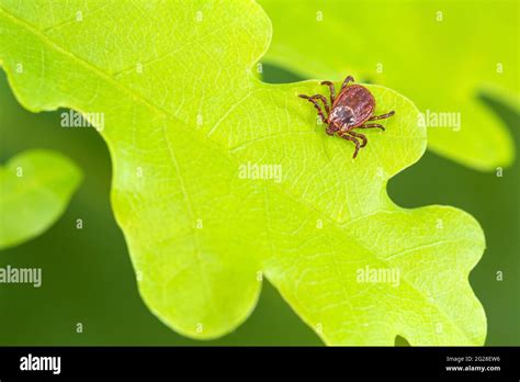 Parasite Mite Sitting On A Green Oak Leaf Danger Of Tick Bite Stock
