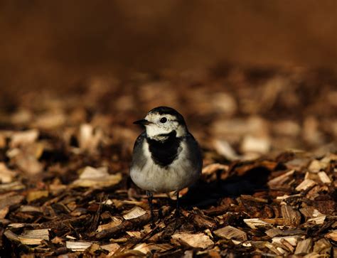 Pied Wagtail Wood Chip Pile Chingford Plain Car Park Flickr