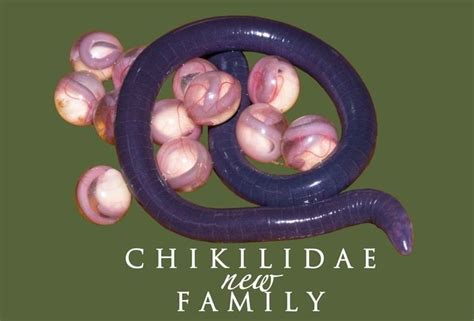 Chikilidae Alchetron The Free Social Encyclopedia