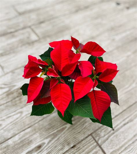 חלבלוב הדור משתלת דרויאן