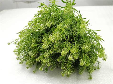 Lepidium Green Dragon Aisha Flowers