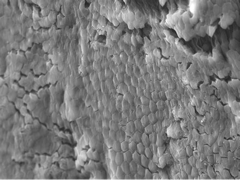 Biological Sample Preparation For Sem Researchgate