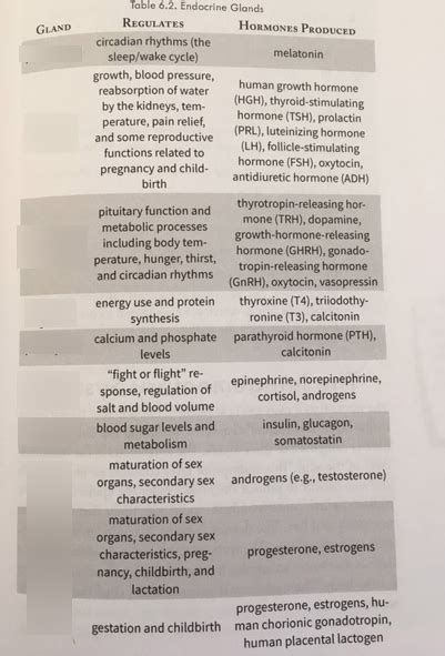 The Endocrine System Diagram Quizlet The Endocrine System Diagram Quizlet