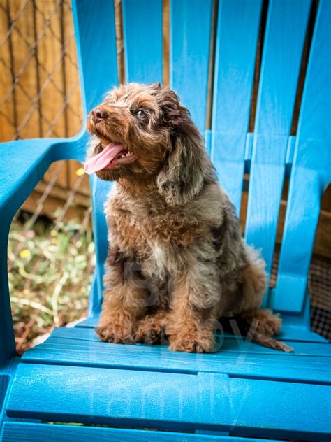 “mixmi” F1 Brown Phantom Girl Cavapoo Female