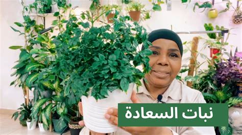 هل فعلاً النباتات تبعد الهم وتجلب السعادة ؟؟ Youtube