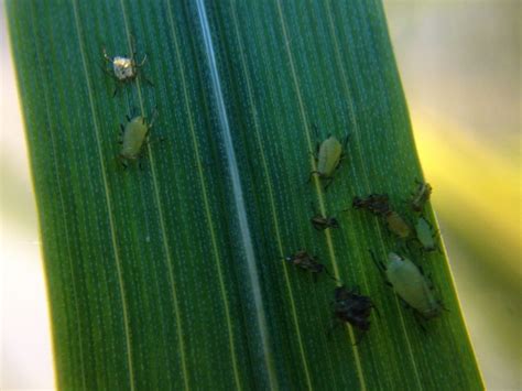 Gardening Aphids Aphids Everywhere — Part 1 Of 2 The Star Phoenix