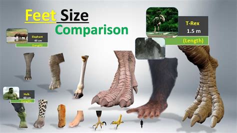 Feet Size Comparison Human Animal Fictional And Monster Feet Size