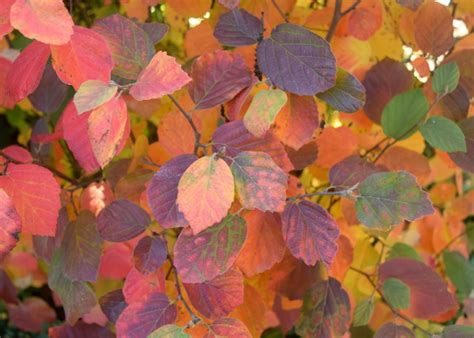 Fothergilla Fiesta The Worlds Best Gardening Blog