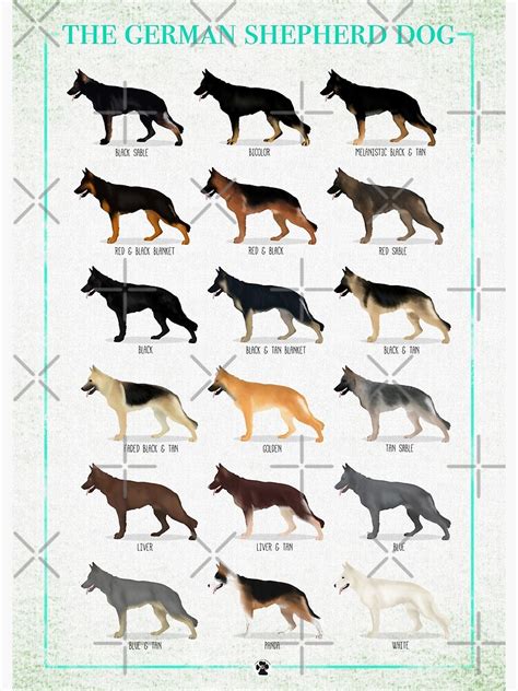 German Shepherd Coat Colors And Patterns