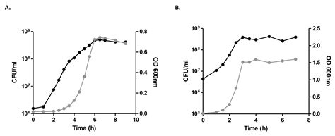 Investigating The Effects Of Probiotics On Pneumococcal Colonization Using An In Vitro Adherence