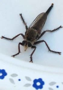 Robber Fly Life Cycle A Fascinating Journey Explained Whats That Bug