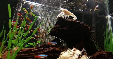Just A Good Pic Of My White Crayfish On Pride Rock Imgur