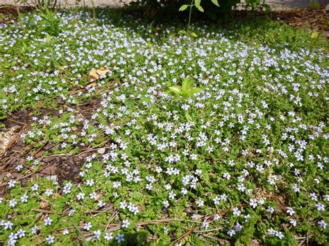 Groundcover Warning Blue Star Creeper Pratia Pedunculata Laurentia