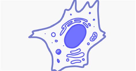 Peroxisomes What They Are Characteristics And Functions Psychology 2023