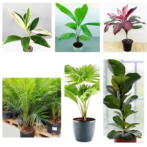 Pack Of Beautiful Foliage Plant Houseplant Nursery Nisarga