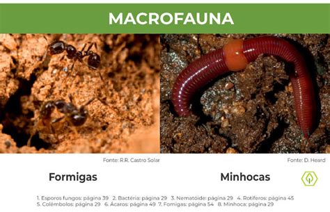 Biodiversidade Do Solo Organismos A Serviço Do Sistema Produtivo