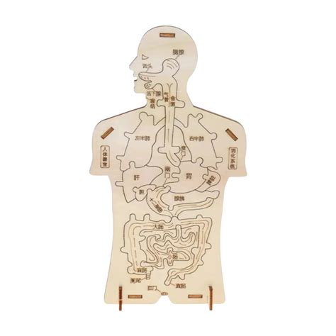 Homemade Digestive System Model Human Digestive System Working Model