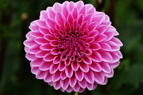 Dahlia Dahlias Fall Free Photo On Pixabay Pixabay
