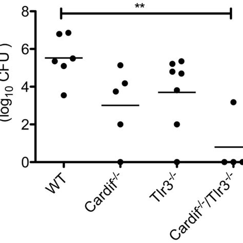 Age And Sex Matched Cardif−− Tlr3−− Cardif−−tlr3−− And Wt Download Scientific Diagram
