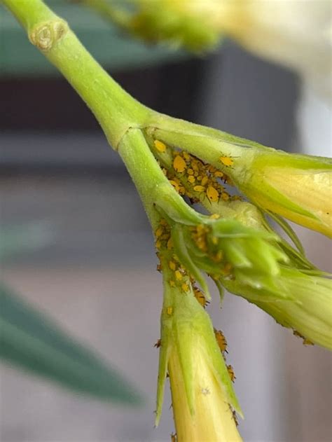 Does Anyone Know What These Bugs All Over My Plants Are R Australia