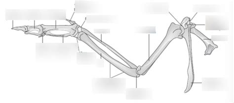 Bird Forelimb Diagram Quizlet