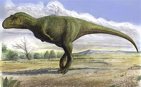 Aucasaurus Wiki Prehistórico Fandom Powered By Wikia