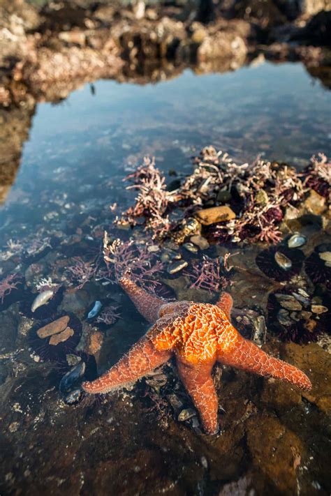 Must Visit Olympic National Park Tide Pools Revealed