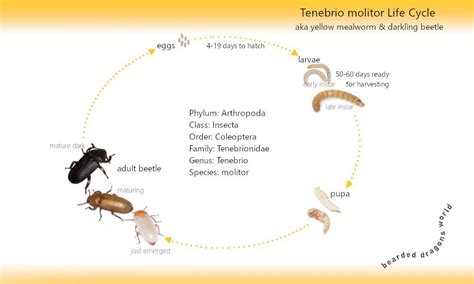 Mealworm Life Cycle Days