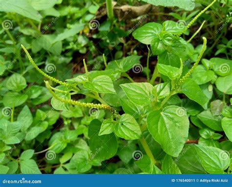 Peperomia Pellucida Pepper Elder Shining Bush Plant And Man To Man