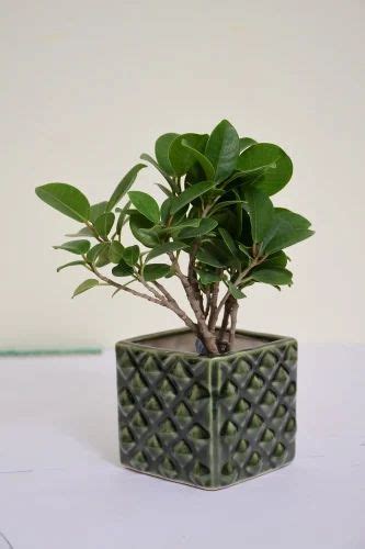 Square Decorative Ceramic Mini Planters For Home Size Small At ₹ 180
