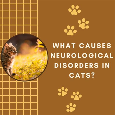 Symptoms Of Thyroid Disorders In Cats
