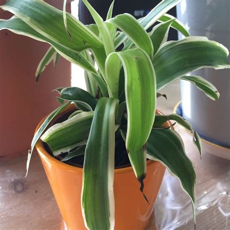 🌞 Is Direct Sunlight Good For My Cornstalk Dracaena