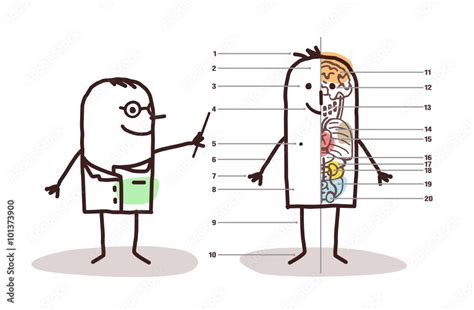 Cartoon Male Anatomy Lesson Stock Vector Adobe Stock