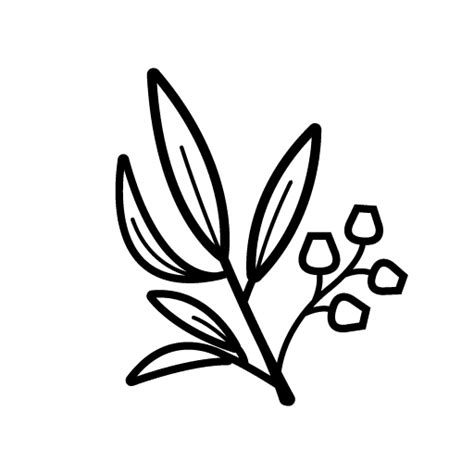 Cassiopeia Nana Vineyard